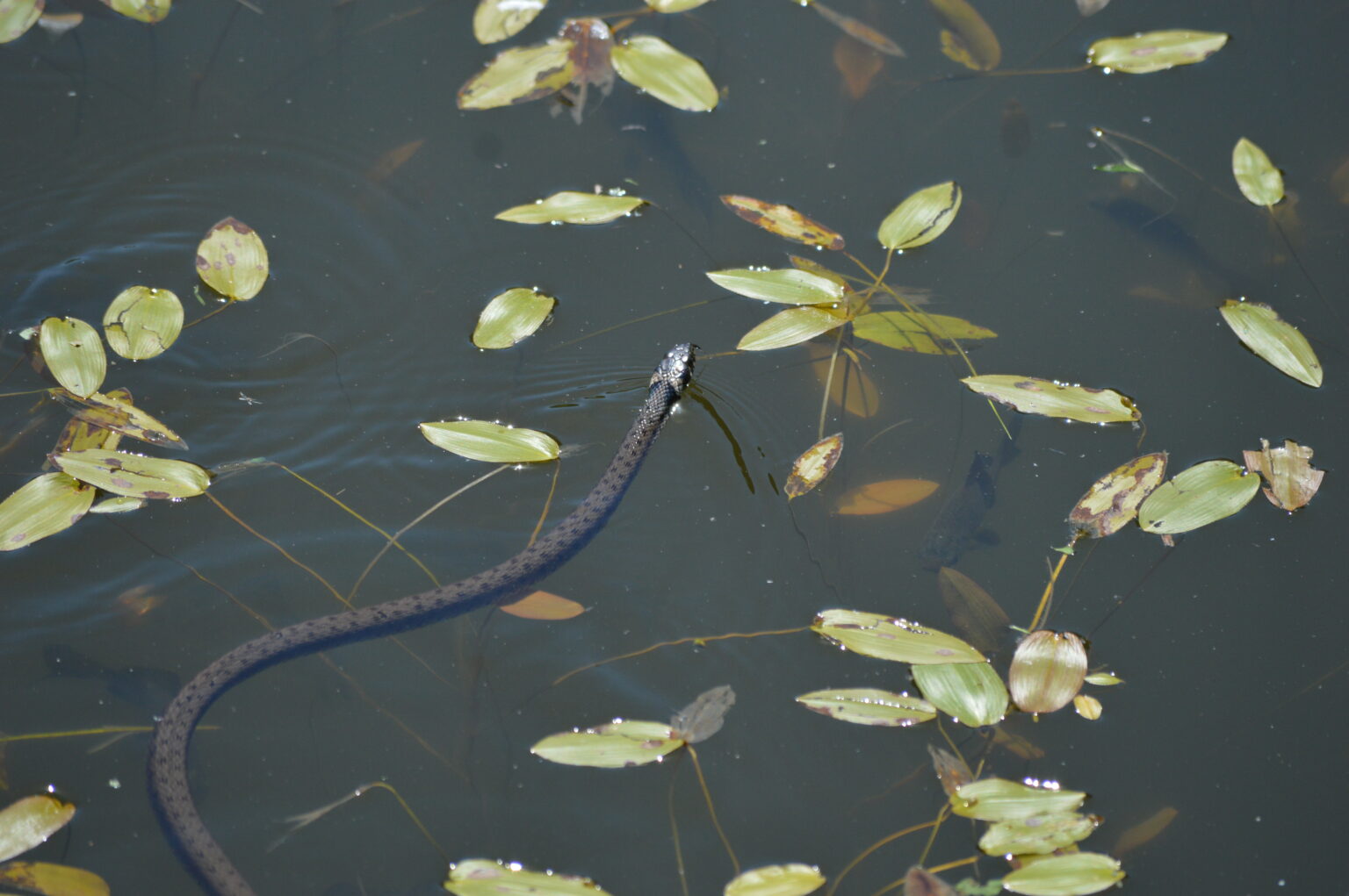 What's the Difference Between a Copperhead and a Water Snake?