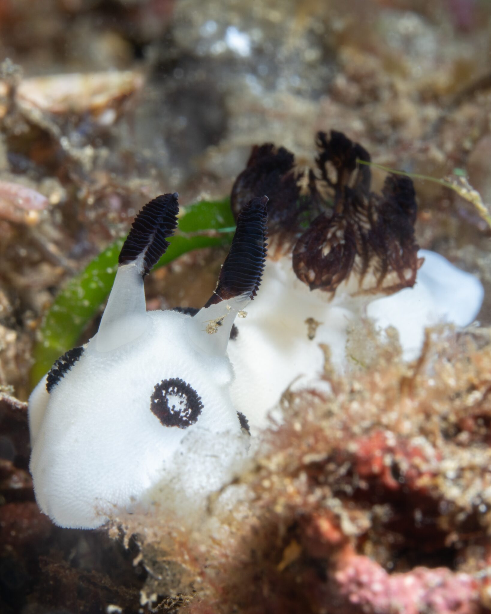 Are Sea Bunnies Real or are They Just a Myth?