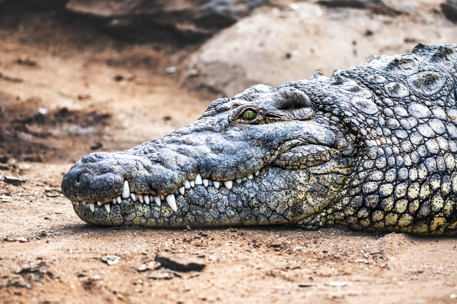 The Biggest American CrocodileEver Recorded