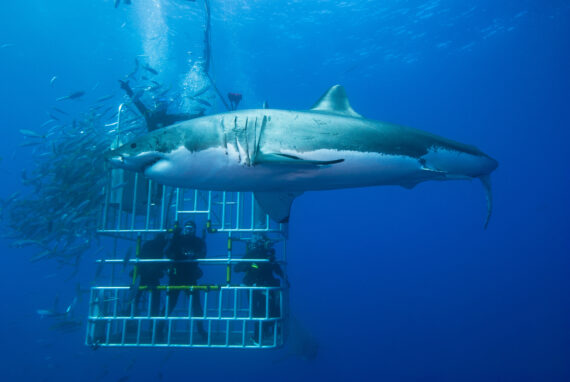 Deep Blue: The Biggest Shark Ever Filmed and Its Massive Impact on ...