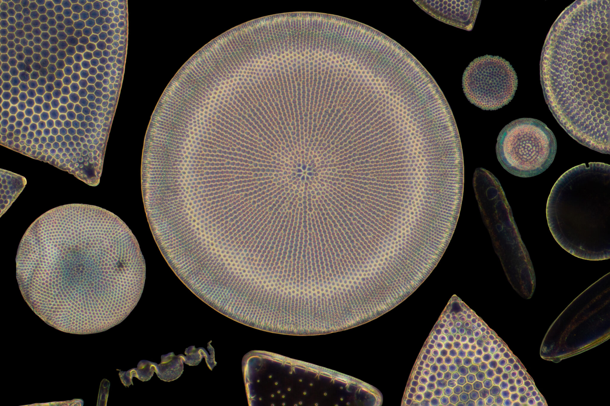 5 Types of Plankton in the Ocean to Know