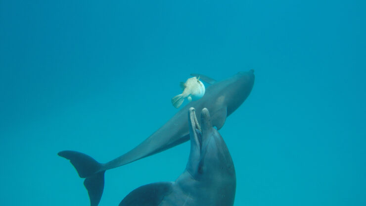 Hilarious Video Shows How Dolphins Use Pufferfish to Get High!