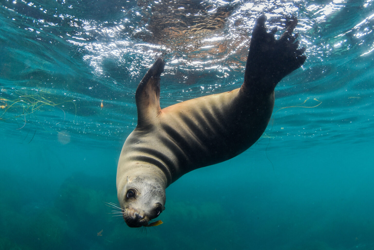 Ocean Animals That Are Easy To Confuse: A Complete Guide