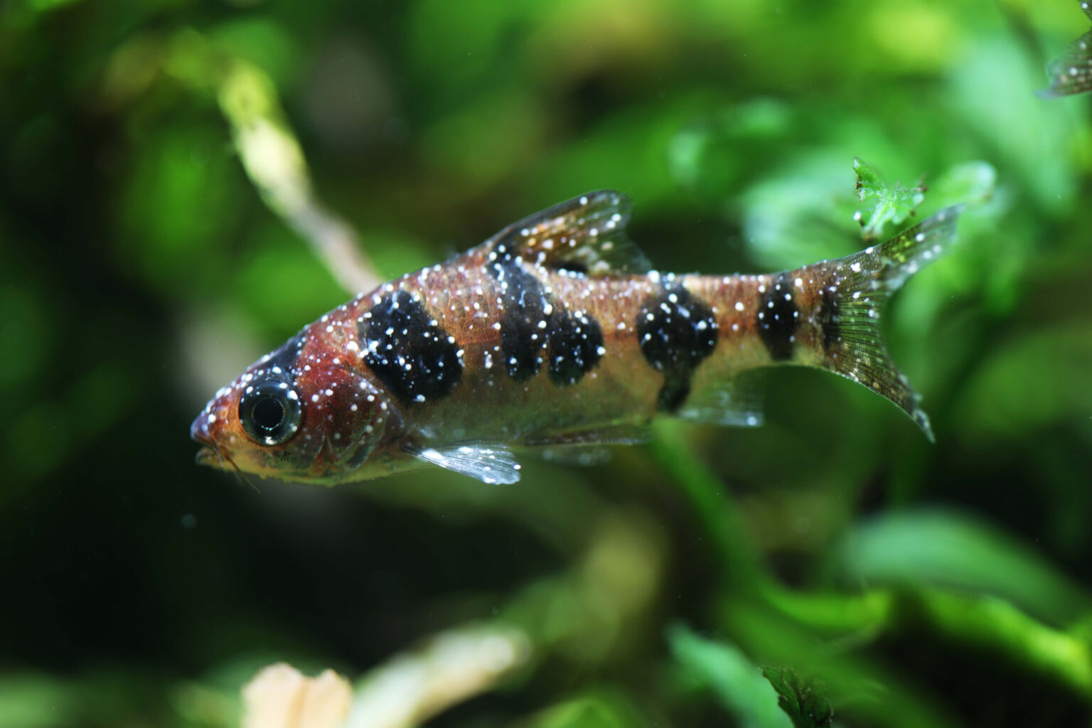 The Most Disturbing Ocean Parasites That Will Haunt Your Nightmares