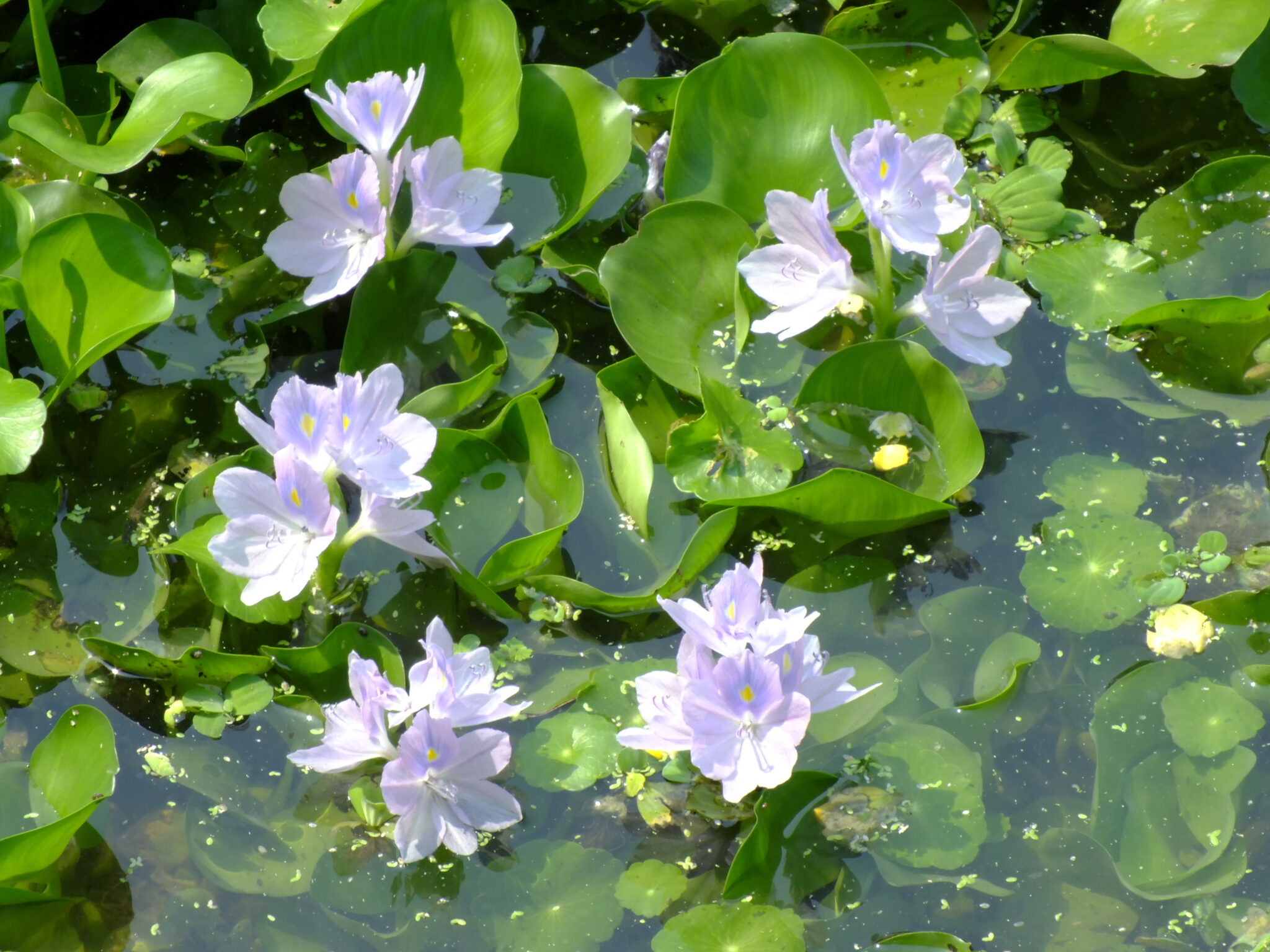 The Most Invasive Species in the Ocean