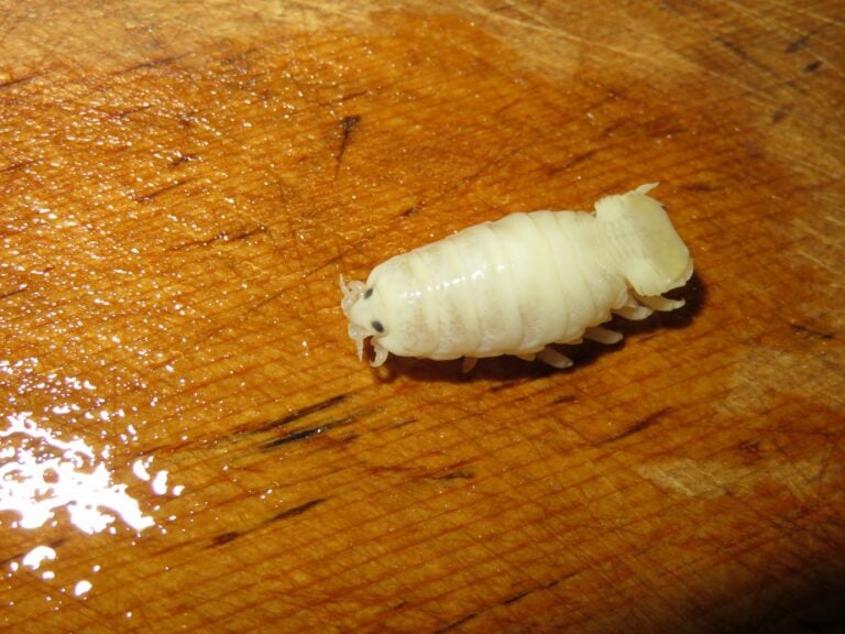 The Most Disturbing Ocean Parasites That Will Haunt Your Nightmares