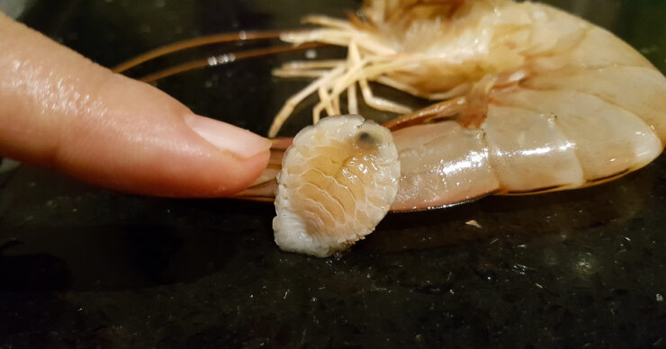 The Most Disturbing Ocean Parasites That Will Haunt Your Nightmares