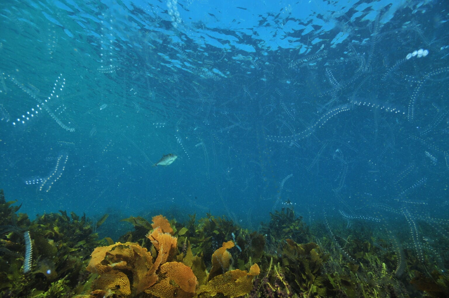 5 Types of Plankton in the Ocean to Know