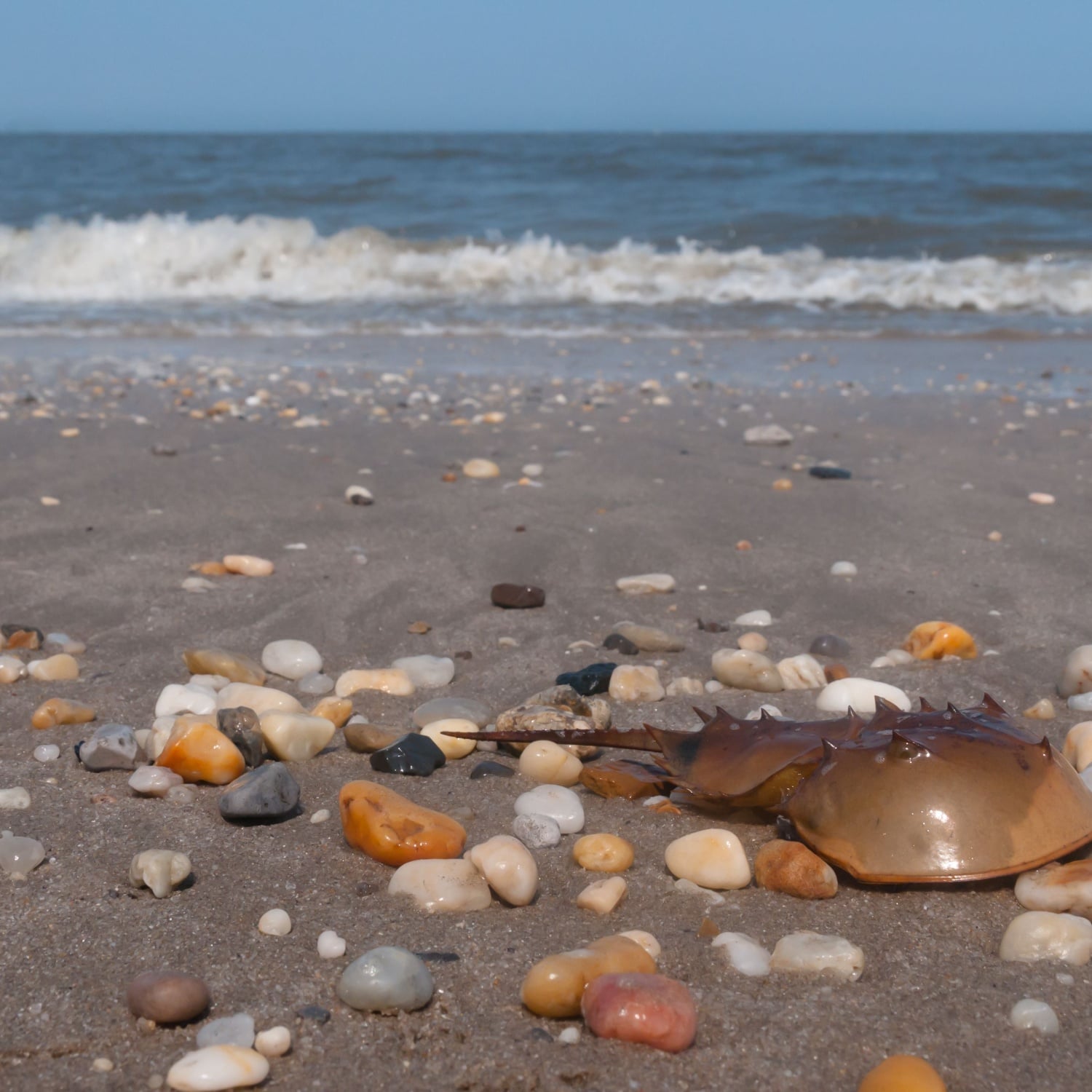 The Top 10 Beaches in Delaware Ranked